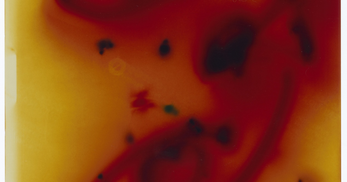 THE TELEGRAPH: MEMORY LEAVES | Art Exposure